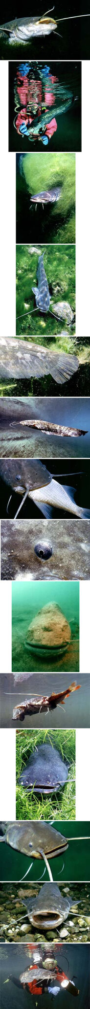 Größter Wels aller Zeiten? Ein geheimnisvoller FIsch... › Das Tauchen ...